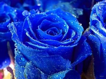 Japanska plava ruža seme