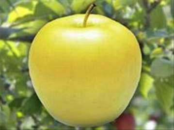 Zlatni Delišes klon B jabuka, sadnice