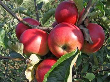 Kožara jabuka, sadnice