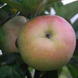 Budimka jabuka, sadnice