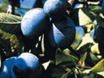 Kalifornijska plava šljiva, sadnice