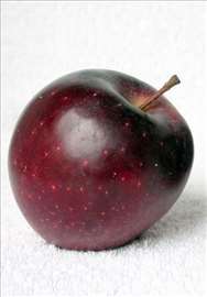 Red-Čif jabuka, sadnice