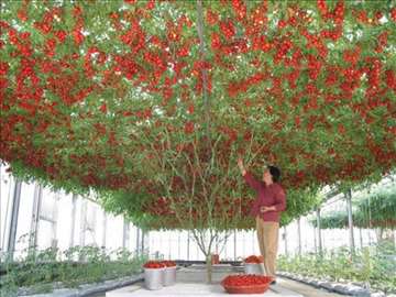 Drvo Paradajz - Džinovsko drvo paradajza
