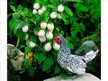 Kinder jaje - Solanum melongena