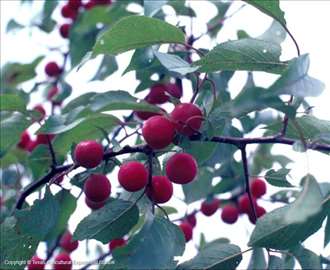 Crvenolisna šljiva-Prunus cerasifera 'Nigra'