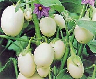 Solanum melongena Kinder jaje