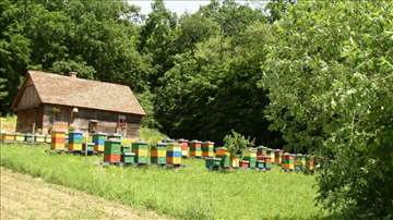 Pčelinje društvo