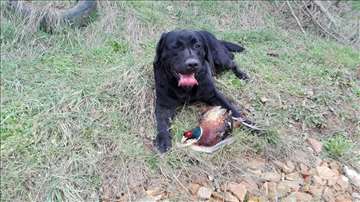 Labrador retriver, šampion spreman za parenje