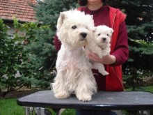 Westie terrier - vrhunski stenci