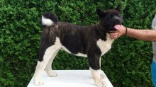 Americka akita