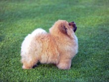 Chow chow zensko stene