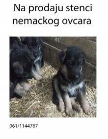 Stenci nemackog ovcara