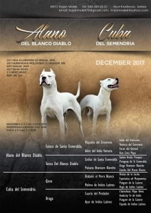 Dogo argentino stenci