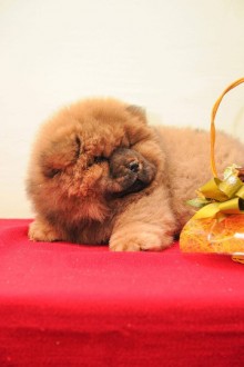 Chow chow - prelepi stenci