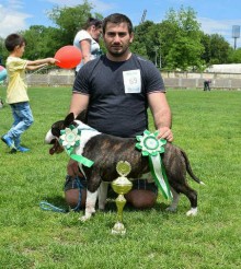 Bull terrier muzjak na prodaju