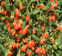 Sadnica goji berry-jb-1 komad 3e