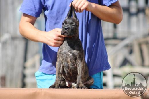 Cane Corso štenci