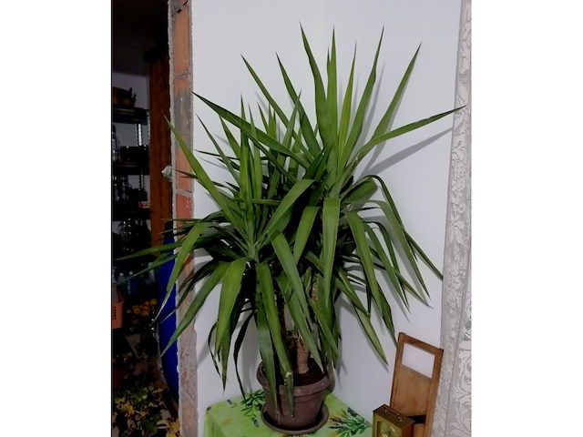 Yucca (Drvo života)