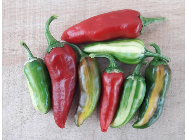 Fish - Chili pepper 20 semenki