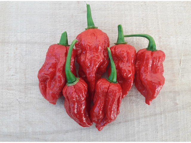 Bhut Jolokia Red - Chili pepper 20 semenki