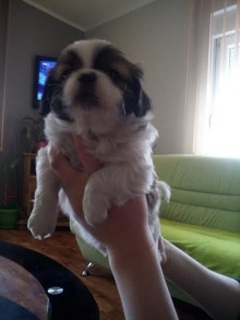 Ši-cu (shih-tzu)