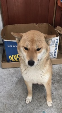 Shiba inu ( Šiba inu ) štenci