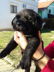 Cane corso štenci !!