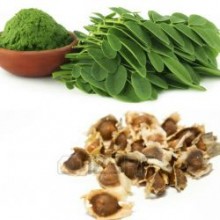 Moringa – čudesno drvo (miracle tree)