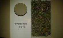 Čaj od vranilove trave (divlji origano) - 100% prirodan