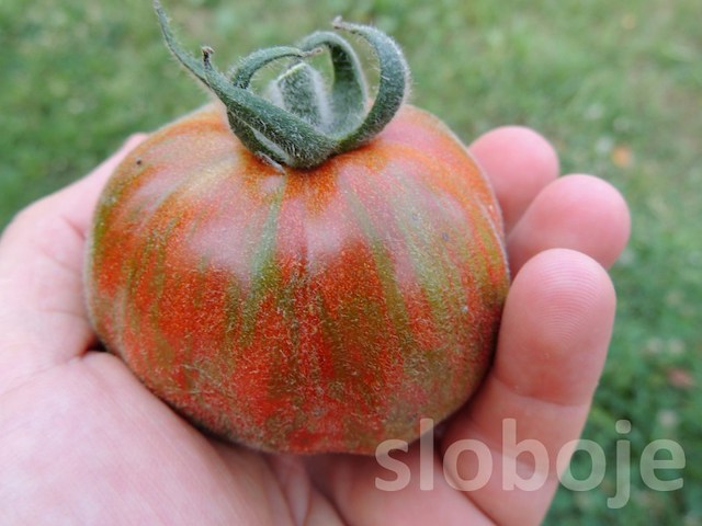 Paradajz čupavi `Elberta Peach`, 10 semenki