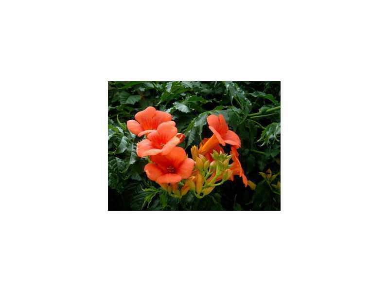 Tekoma - Campsis radicans 1 god.