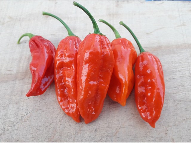 Dorset Naga - Chili pepper 20 semenki