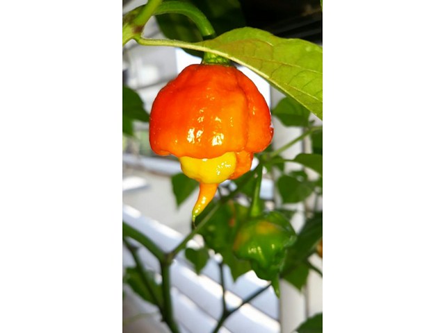 Seme chilli paprike Trinidad Moruga Scorpion