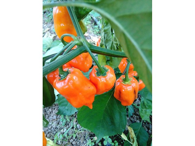 Seme chilli paprike Habanero Orange