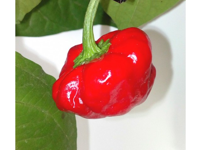 Seme chilli paprike Jamayka hot Red