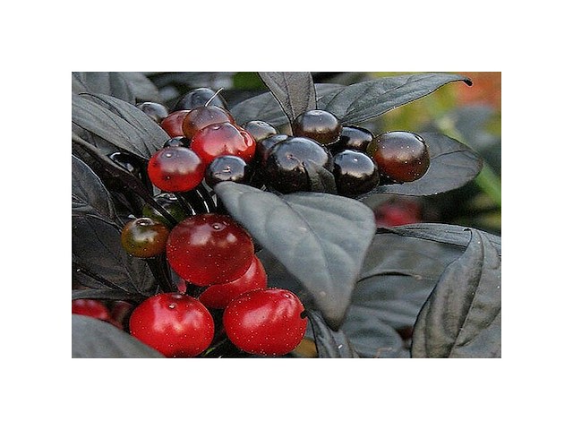 Seme chilli paprike Black Pearl