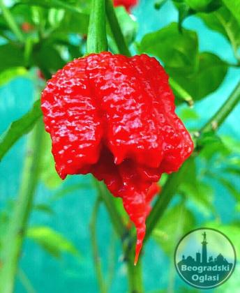 Semena najljucih chilli paprika na svetu