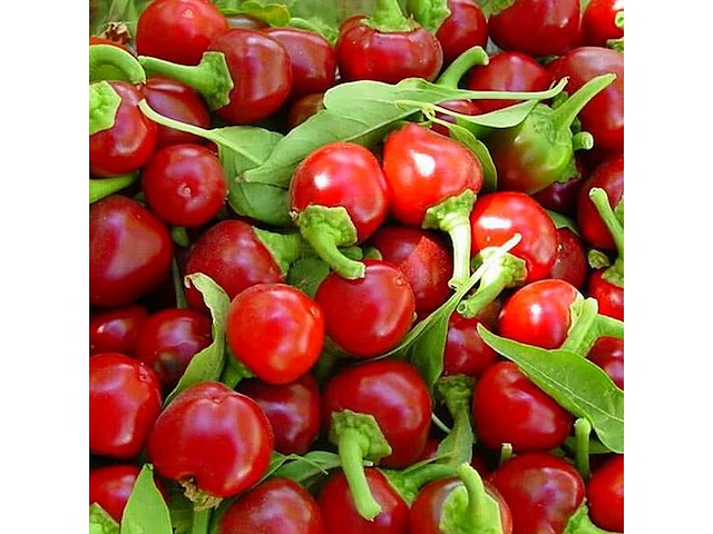 Seme chilli paprike Red cherry