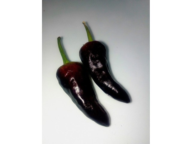 Seme chilli paprike Black mamba