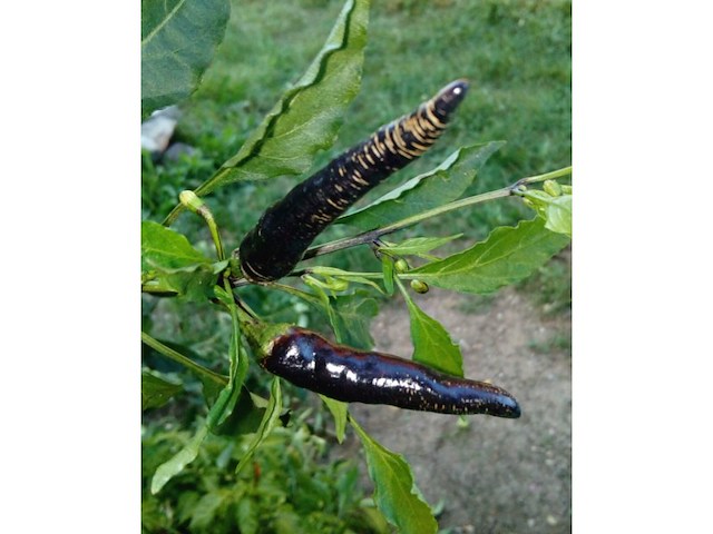 Seme chilli paprike Black cobra
