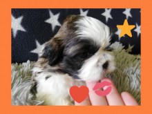 Šicu (shihtzu) stenci izuzetnog kvaliteta