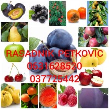 Rasadnik petkovic - vocne sadnice