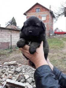 Šarplaninci - šetnci od lipovačke šume