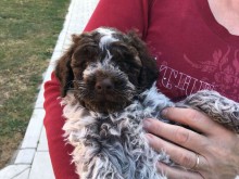 Lagotto romagnolo stenci na prodaju