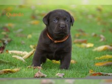 Hitna prodaja labrador retrivera