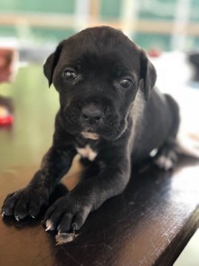 Cane corso - prelepi stenci