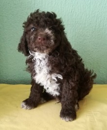 Lagotto romagnolo štenci