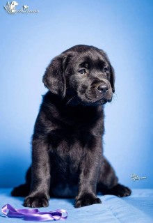 Labrador retriver stenci izlozbenog potencijala