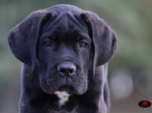 Cane corso - veoma kvalitetno leglo