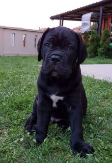 Cane corso stenci izlozbenog kvaliteta